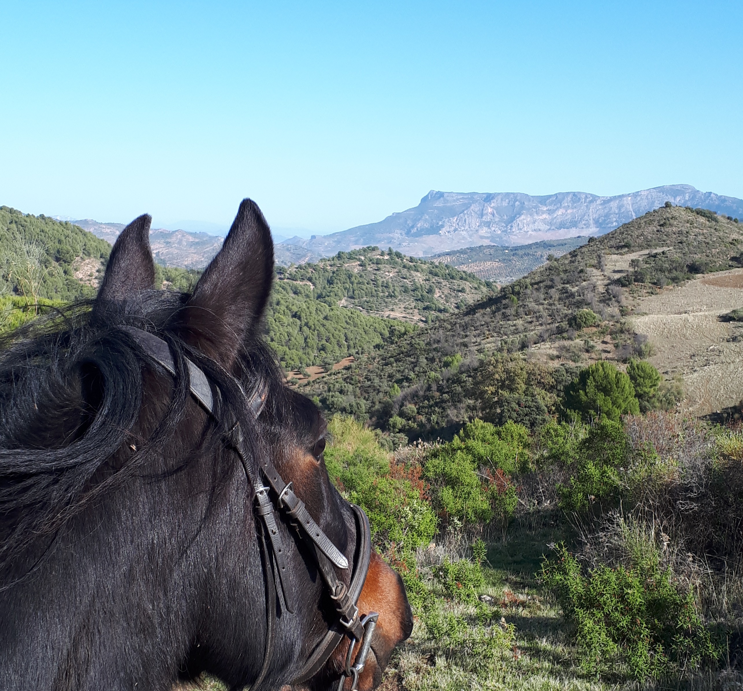 Randonnées équestres et balades à cheval - Málaga - Andalousie